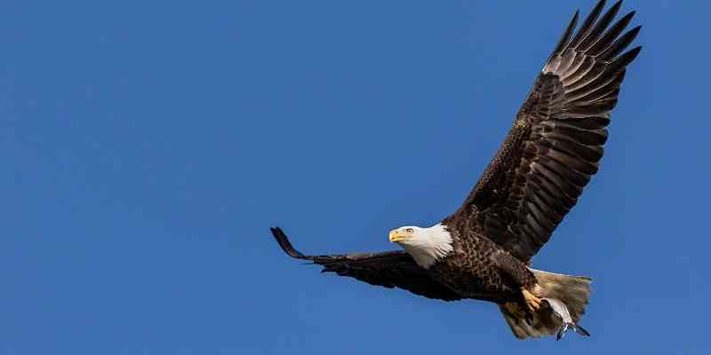 Visit the Philippine Eagle Center in Davao