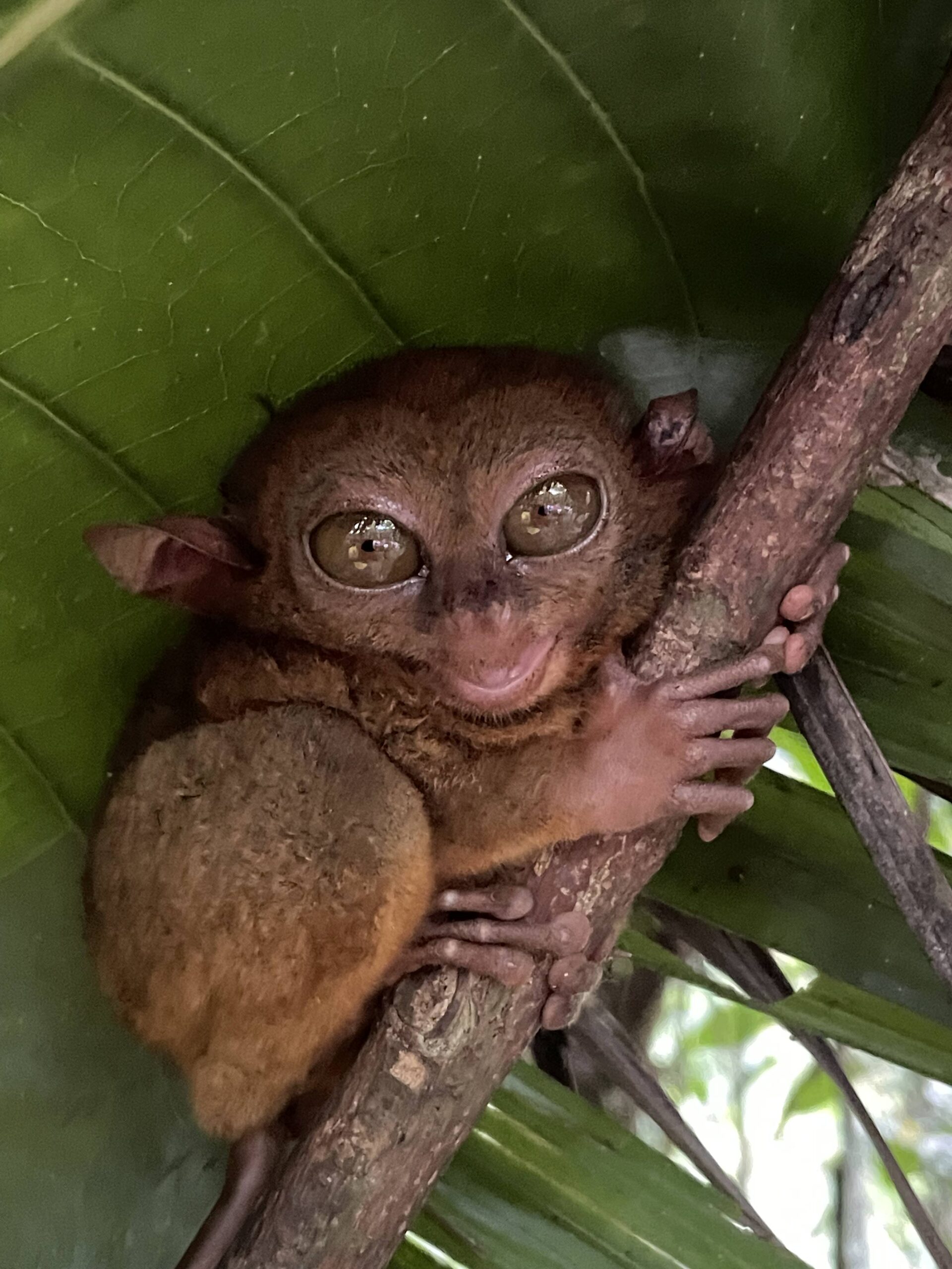 Witness Philippine Tarsiers and Their Natural Habitat