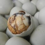 Discover Balut: A Unique Filipino Delicacy You Must Try! | mytourguide.ph