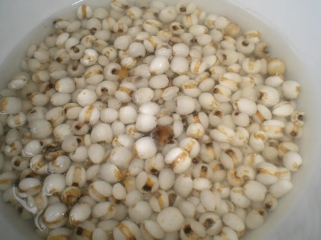 Adlai Rice Explained: Philippines' Nutritious Grain